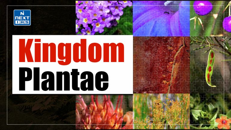 Kingdom Plantae: About, Classification, Characteristics & More