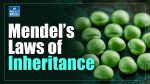 Mendel’s Laws of Inheritance: About, Significance & More