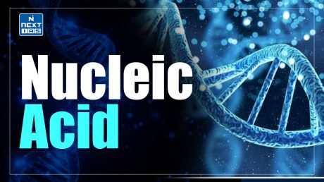 Nucleic Acid: About, Structure, Functions & More