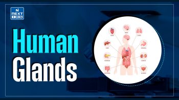 Human Glands: About, Classification, Functions & More