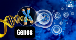 Genes: Meaning, Functions & More