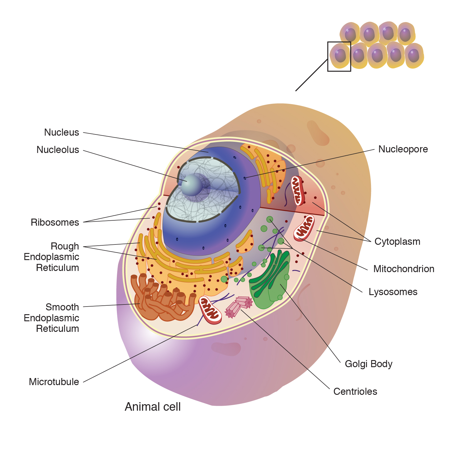 Mitochondrial Replacement Therapy (MRT)